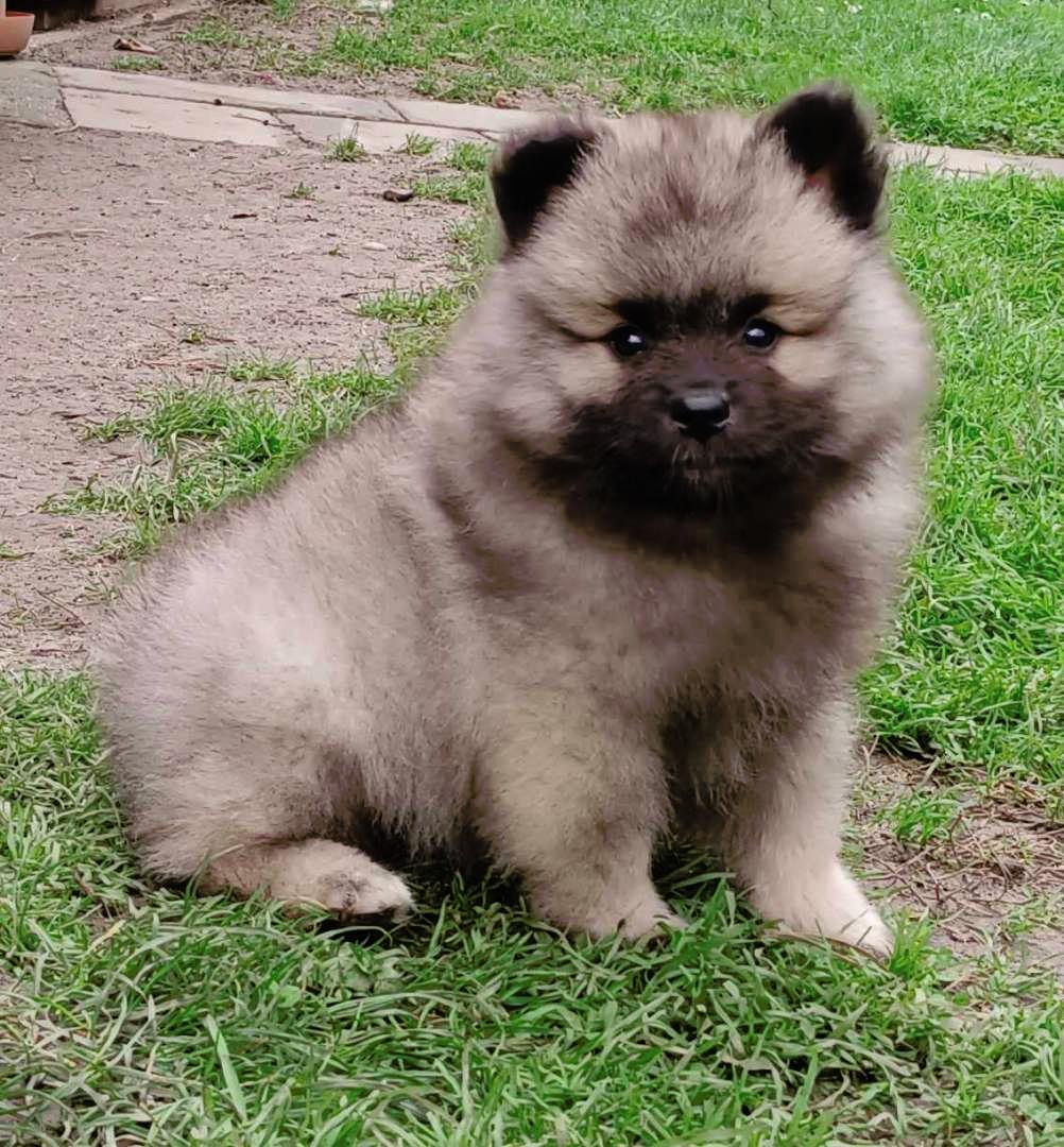 Wolfspitz / keeshond puppies for sale. Pedigree FCI | Welpen zu kaufen ...