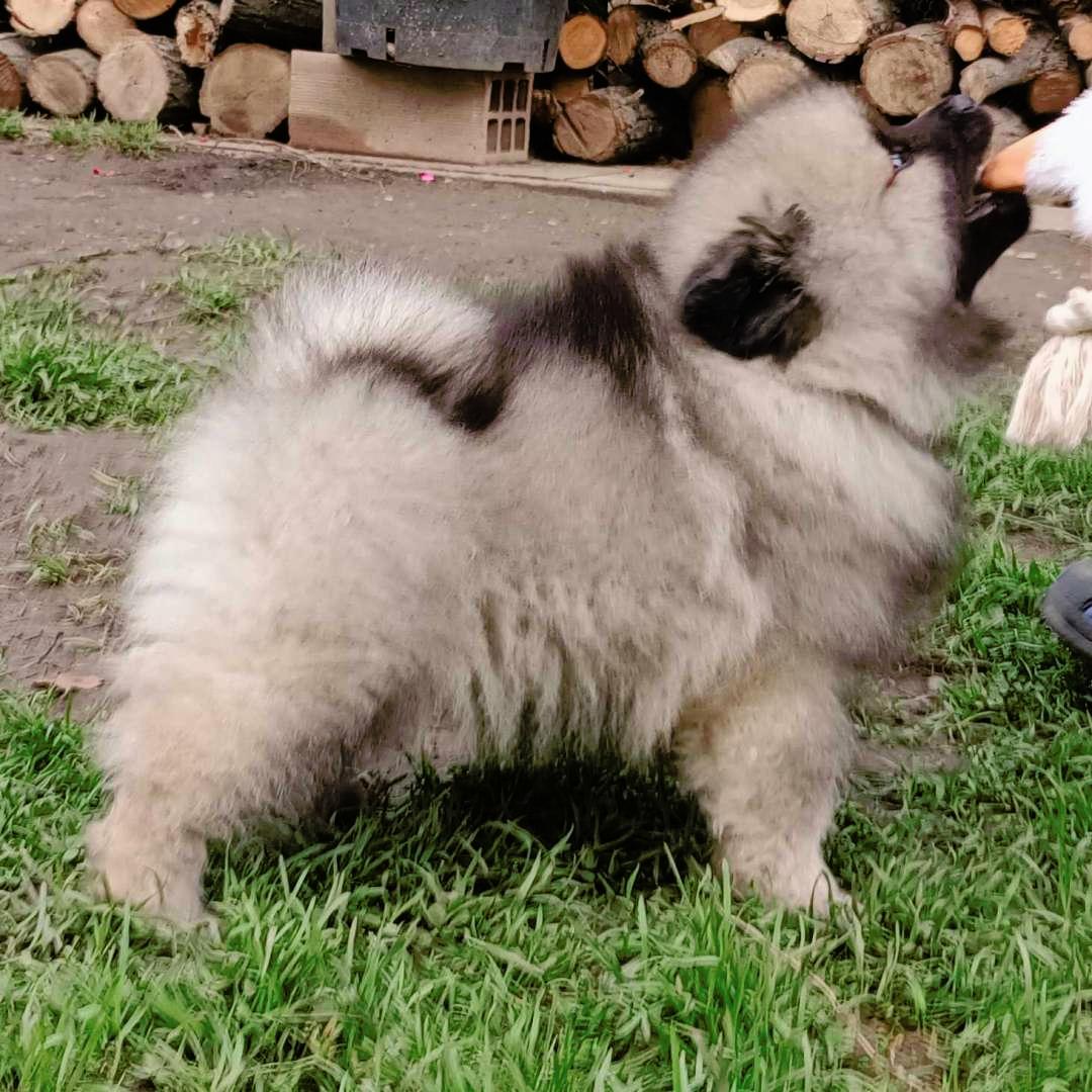 Wolfspitz / keeshond puppies for sale. Pedigree FCI | Welpen zu kaufen ...
