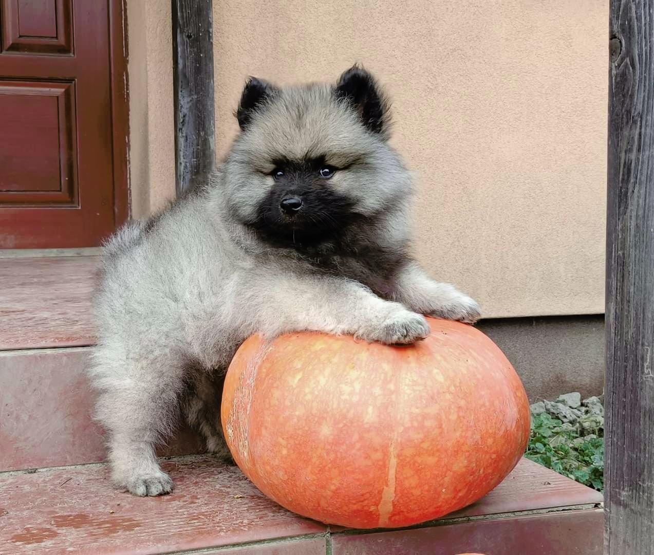 Wolfspitz / keeshond puppies for sale. Pedigree FCI | Welpen zu kaufen ...