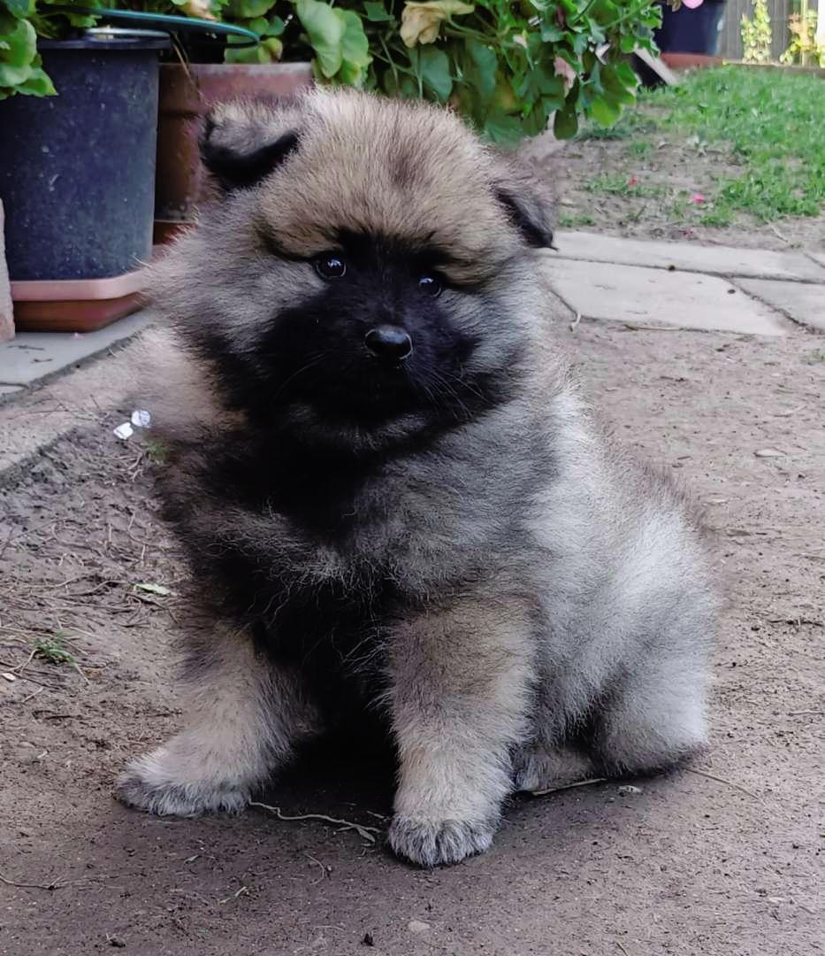 Wolfspitz / keeshond puppies for sale. Pedigree FCI | Welpen zu kaufen ...