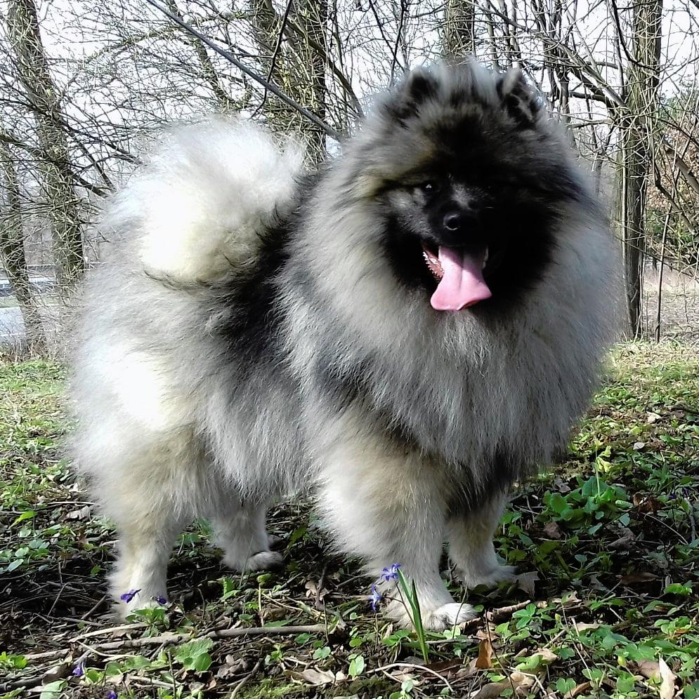 Wolfspitz / keeshond puppies for sale. Pedigree FCI | Welpen zu kaufen ...