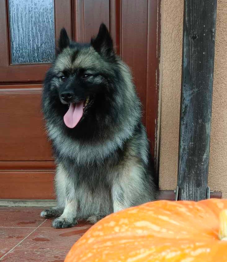 Wolfspitz / keeshond puppies for sale. Pedigree FCI | Welpen zu kaufen ...